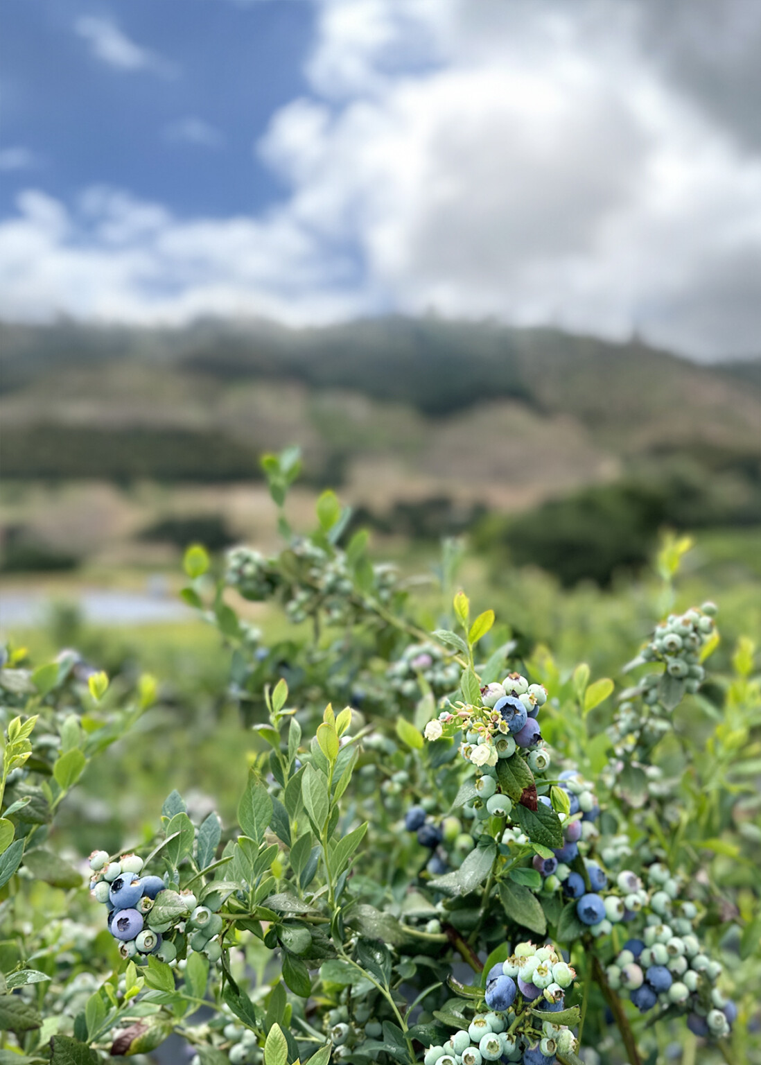 BEST Blueberry Salad with Avocado, Perfect for Summer - The Delicious Life