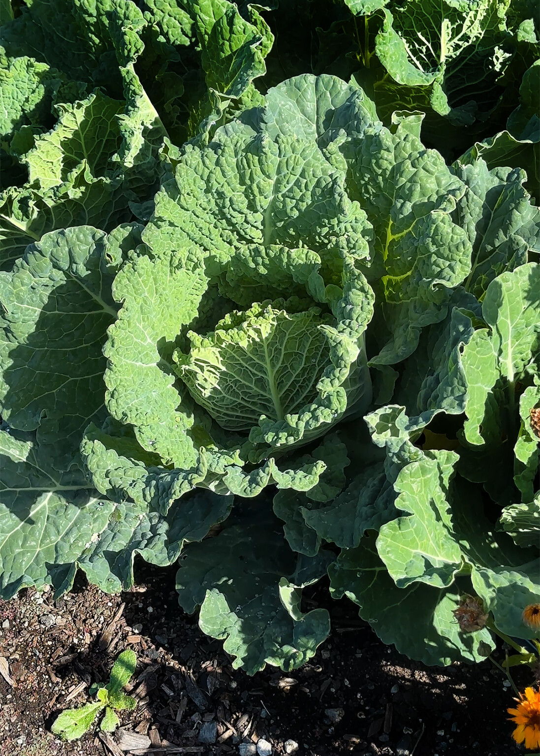 Roasted Cabbage with Gochujang Glaze, How to Get the Best Char - The ...