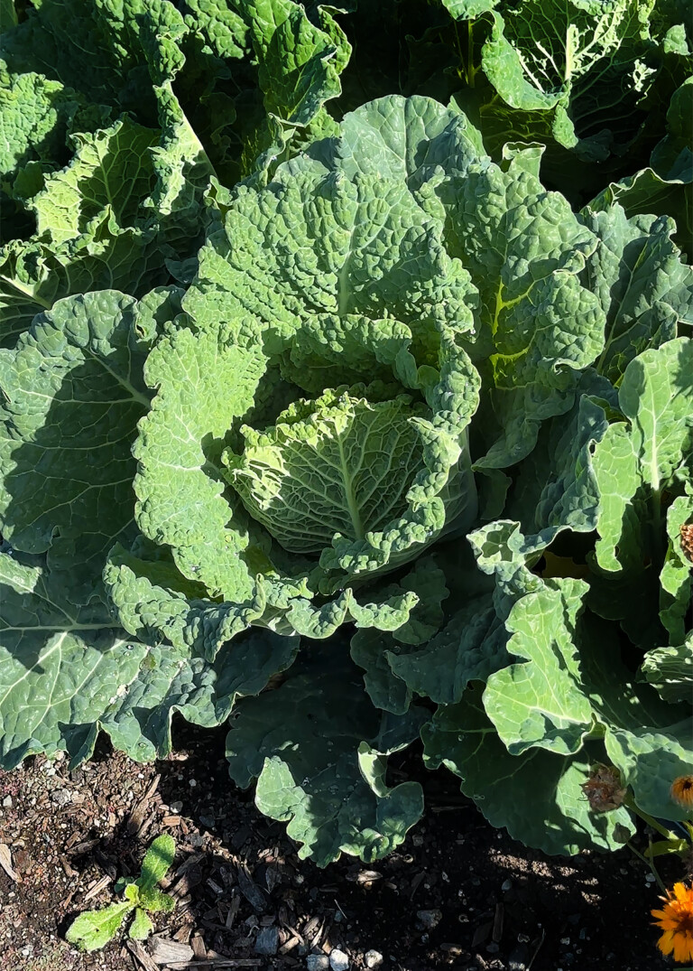 Japanese Cabbage Salad, How to Make it Literally Addictive - The ...